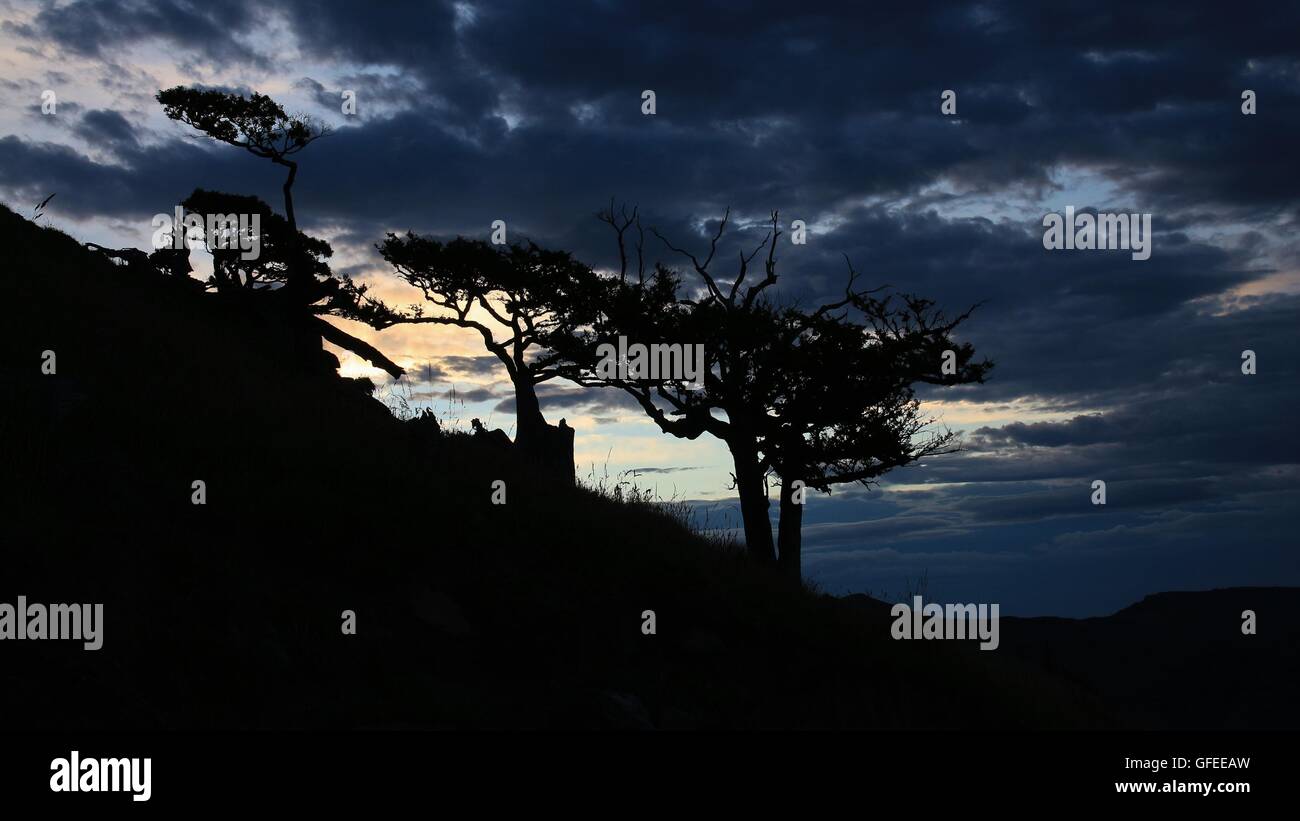 Weathered trees at nightfall Stock Photo - Alamy