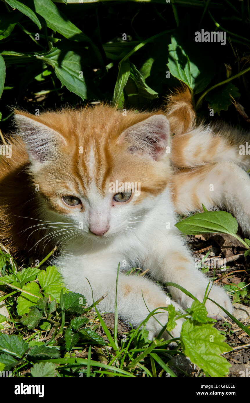 ginger-colored kitten on a Bavarian farm! Stock Photo - Alamy