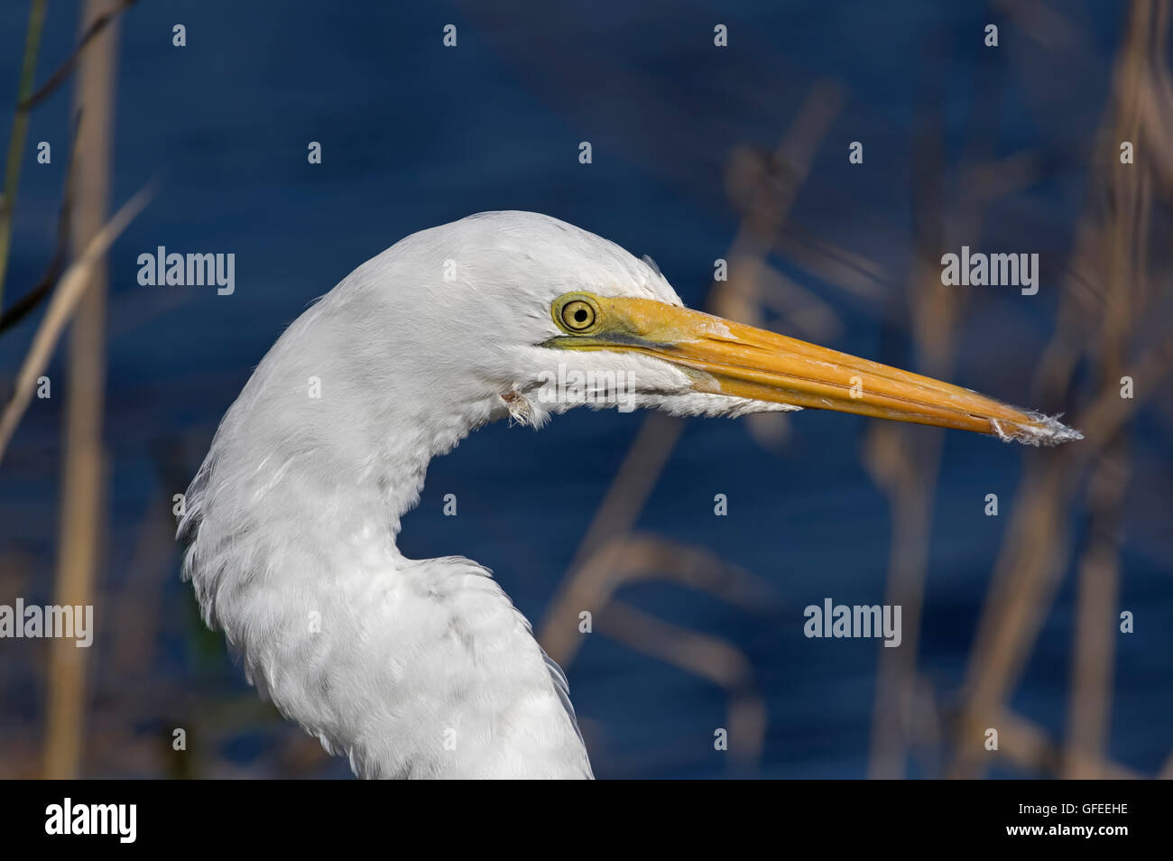 Also known as common egret hi-res stock photography and images - Alamy