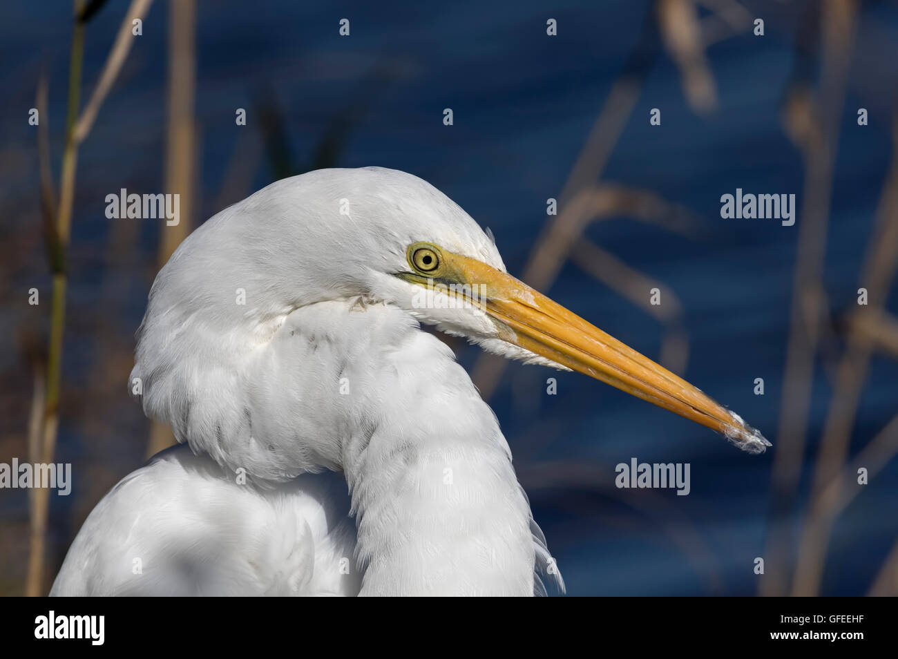 Great egret, also known as the common egret, large egret or great white ...