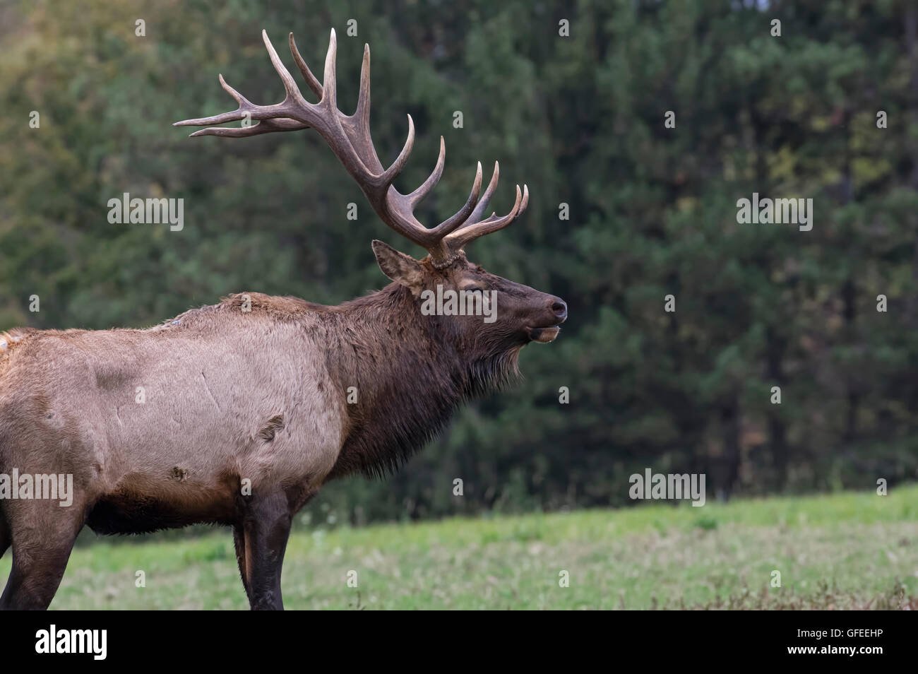 Male elk in the fall of the year during rutting season Stock Photo - Alamy