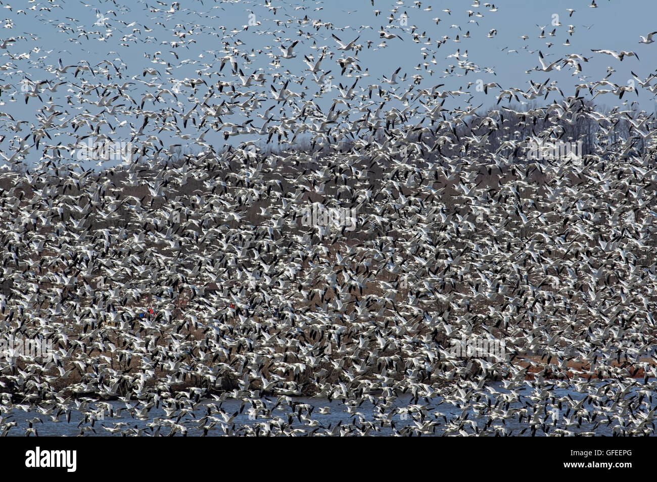 Snow geese in flight as they engage in their annual spring northward ...