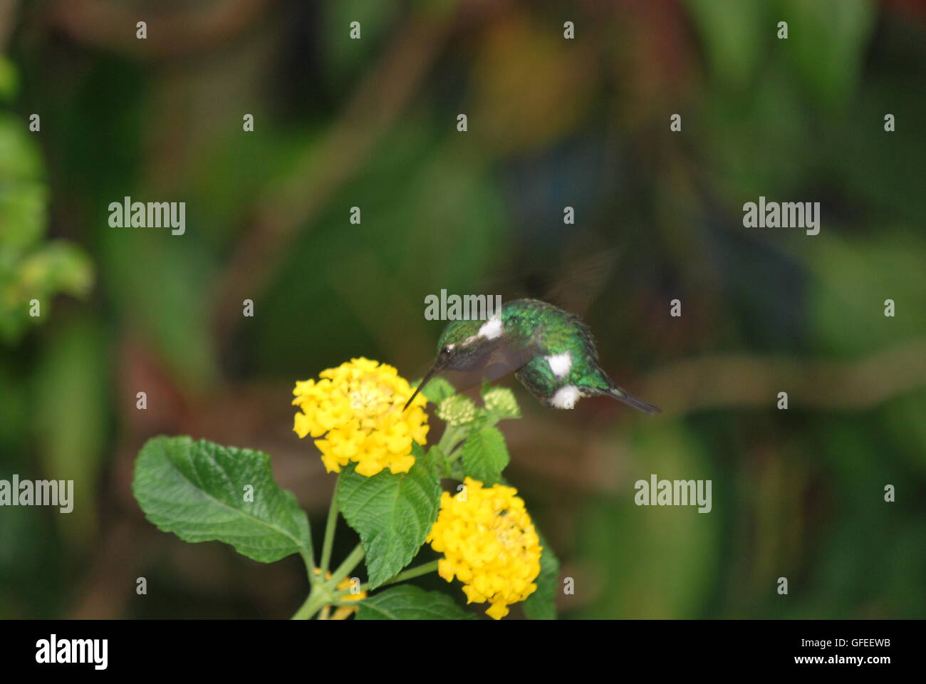A male of Gorgeted woodstar (Chaetocercus heliodor, Trochilidae ...