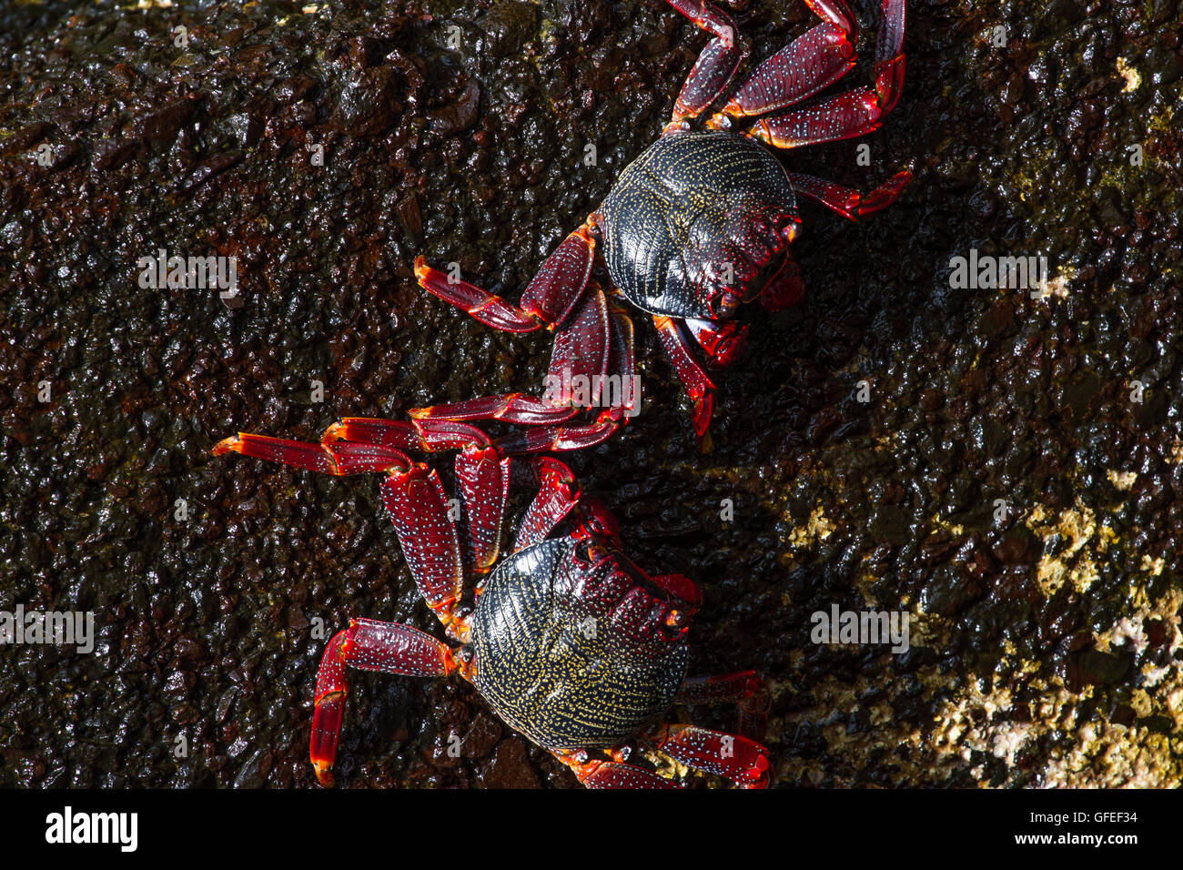 Closeup red crab on black volcanic stone. Canary islands, Tenerife ...
