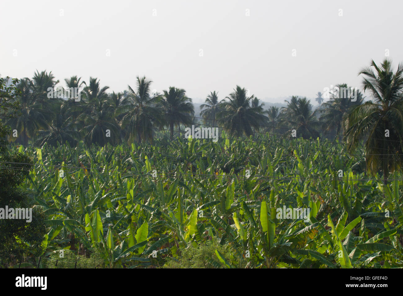 Banana plantation in Humpi city, India, Karnataka. Organic farm food ...