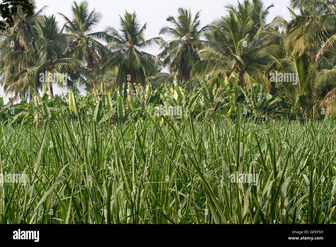 City of mango tree hi-res stock photography and images - Alamy