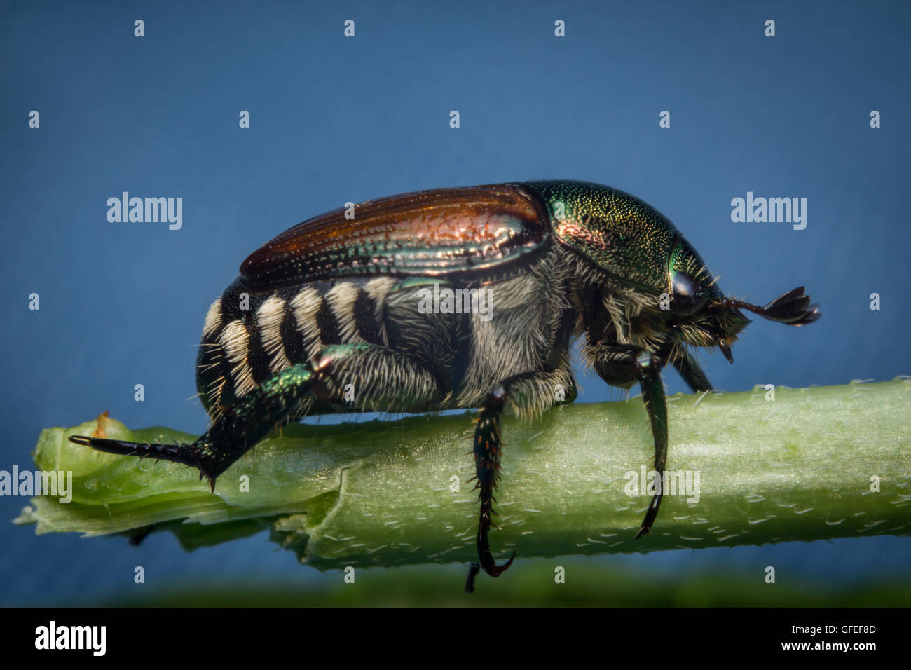 Adult japanese beetle hi-res stock photography and images - Alamy