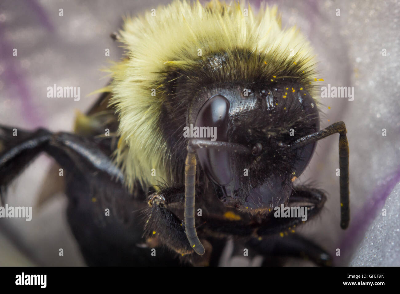 Eastern common bumblebee hi-res stock photography and images - Alamy