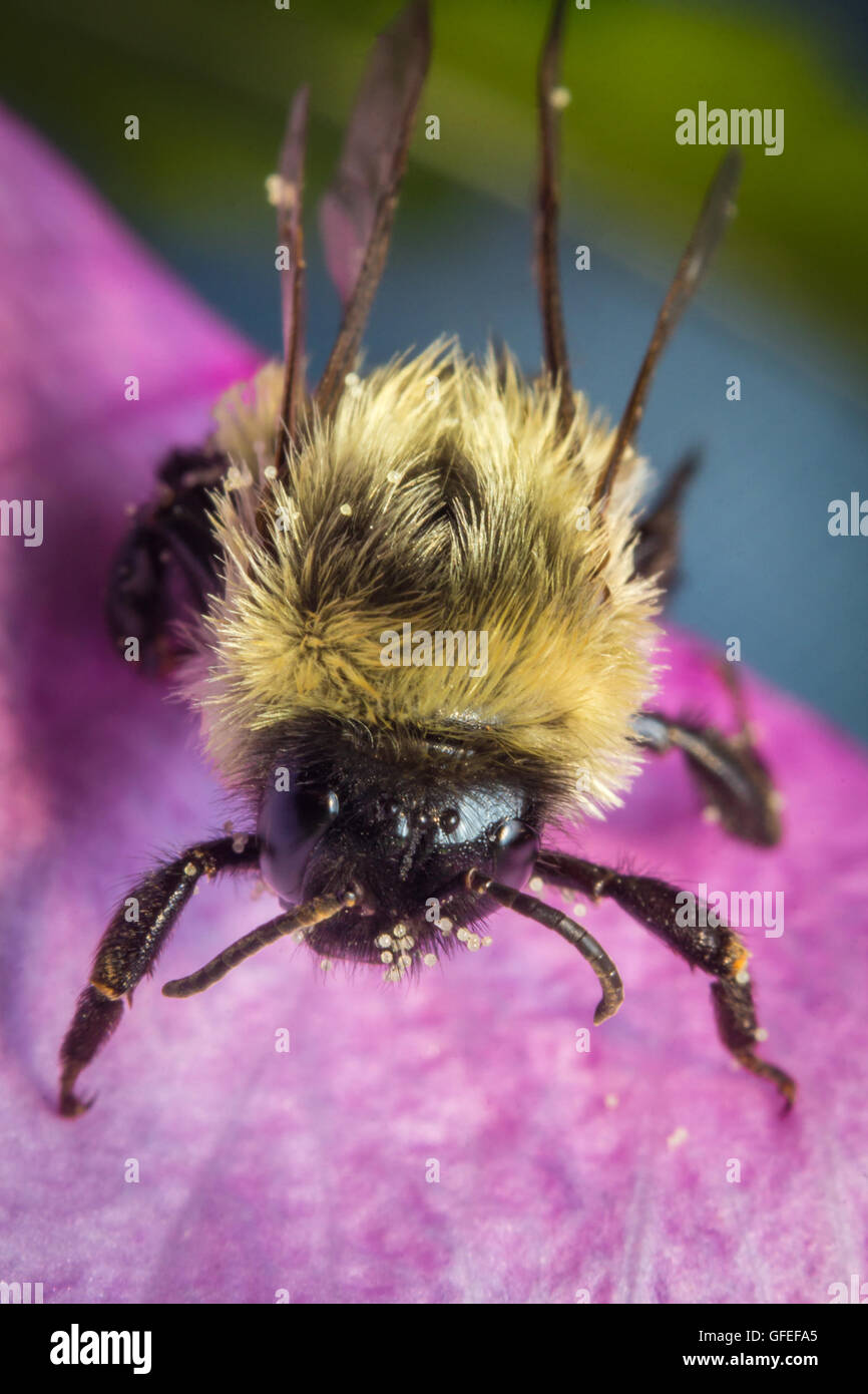 Common eastern bumblebee on pink flower in extreme closeup macro Stock ...