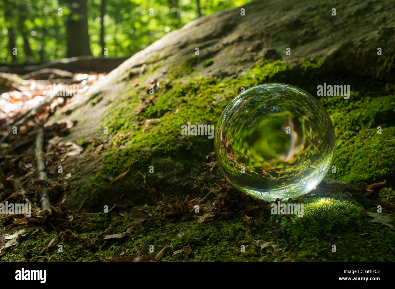 Magic crystal ball on forest floor for summer fantasy imagery Stock ...