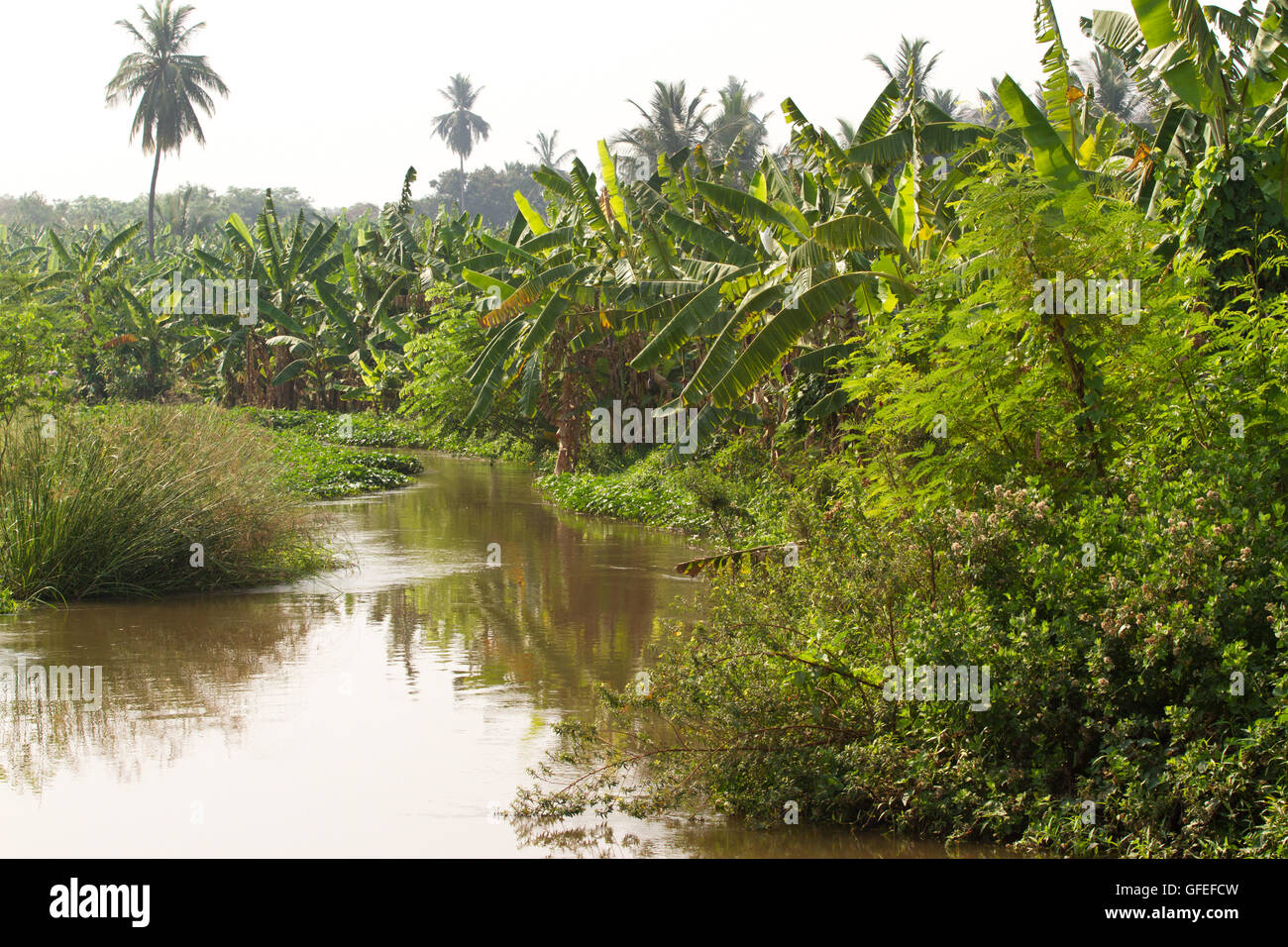 Banana plantation in Humpi city, India, Karnataka. Organic farm food ...