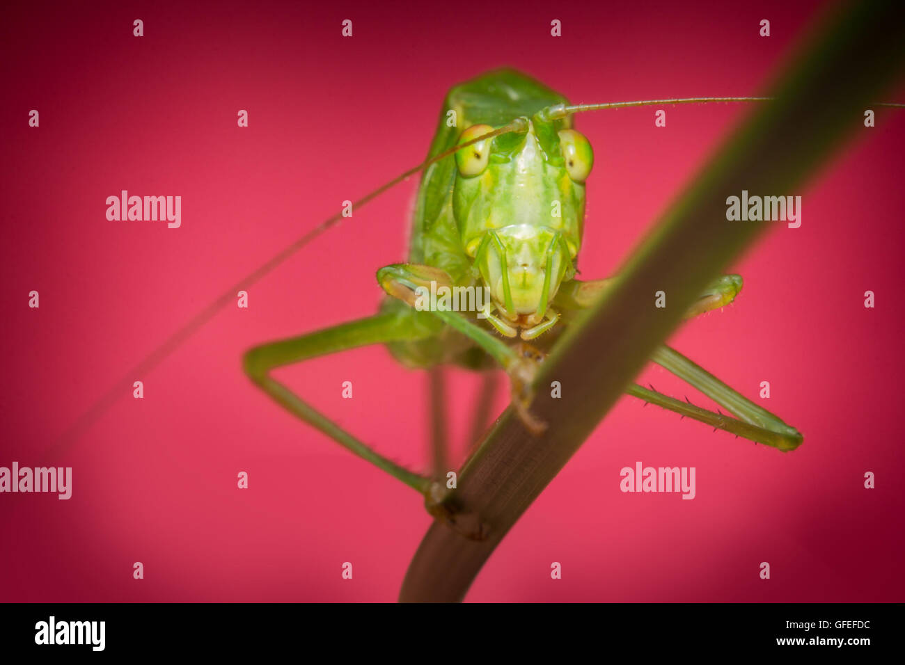 Fork-Tailed Bush Katydid on grass with pink background Stock Photo - Alamy