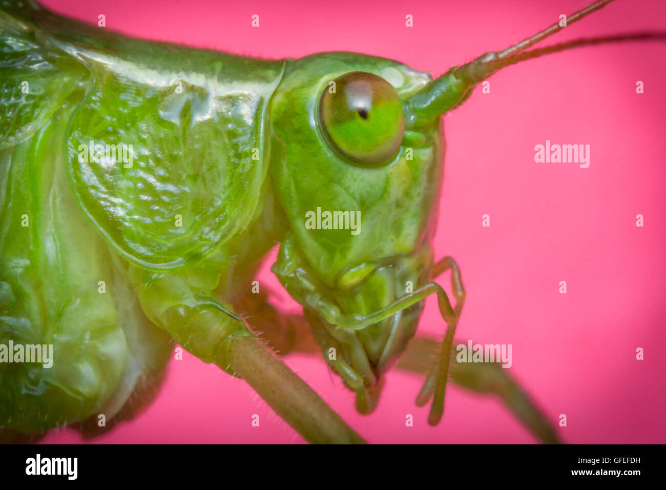 Fork-Tailed Bush Katydid on grass with pink background Stock Photo - Alamy