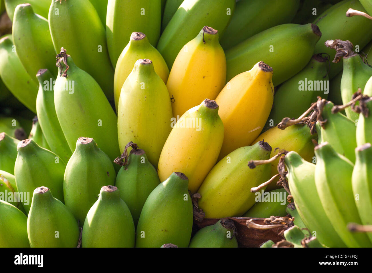 Bunch of bananas on abanana plantation in India Stock Photo - Alamy