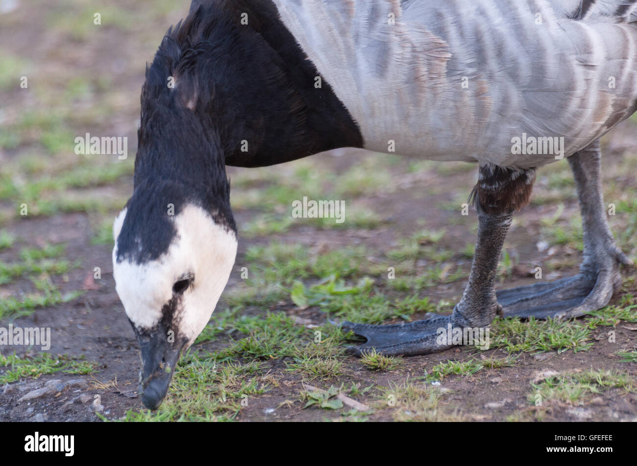 Close up photograph of a Barnacle Goose Stock Photo - Alamy