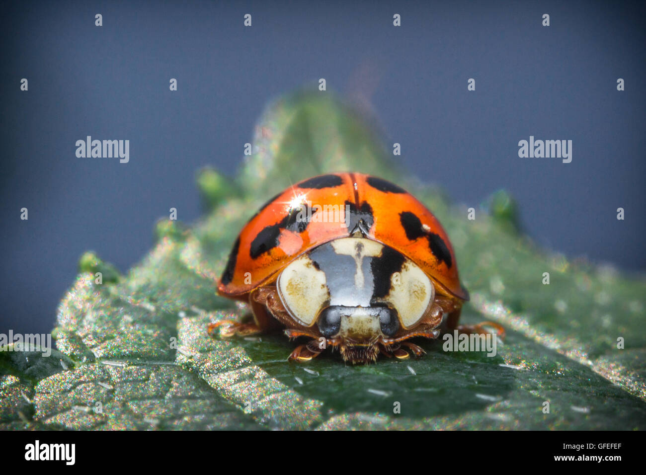 Close up macro adult red lady bug on green leaf Stock Photo - Alamy