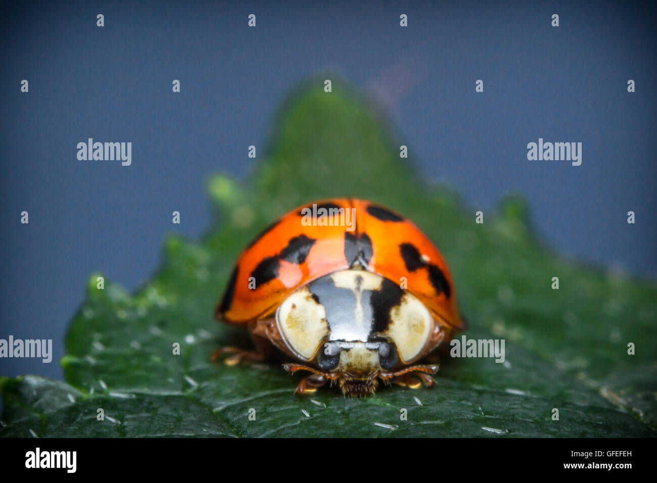 Red lady bug hi-res stock photography and images - Alamy