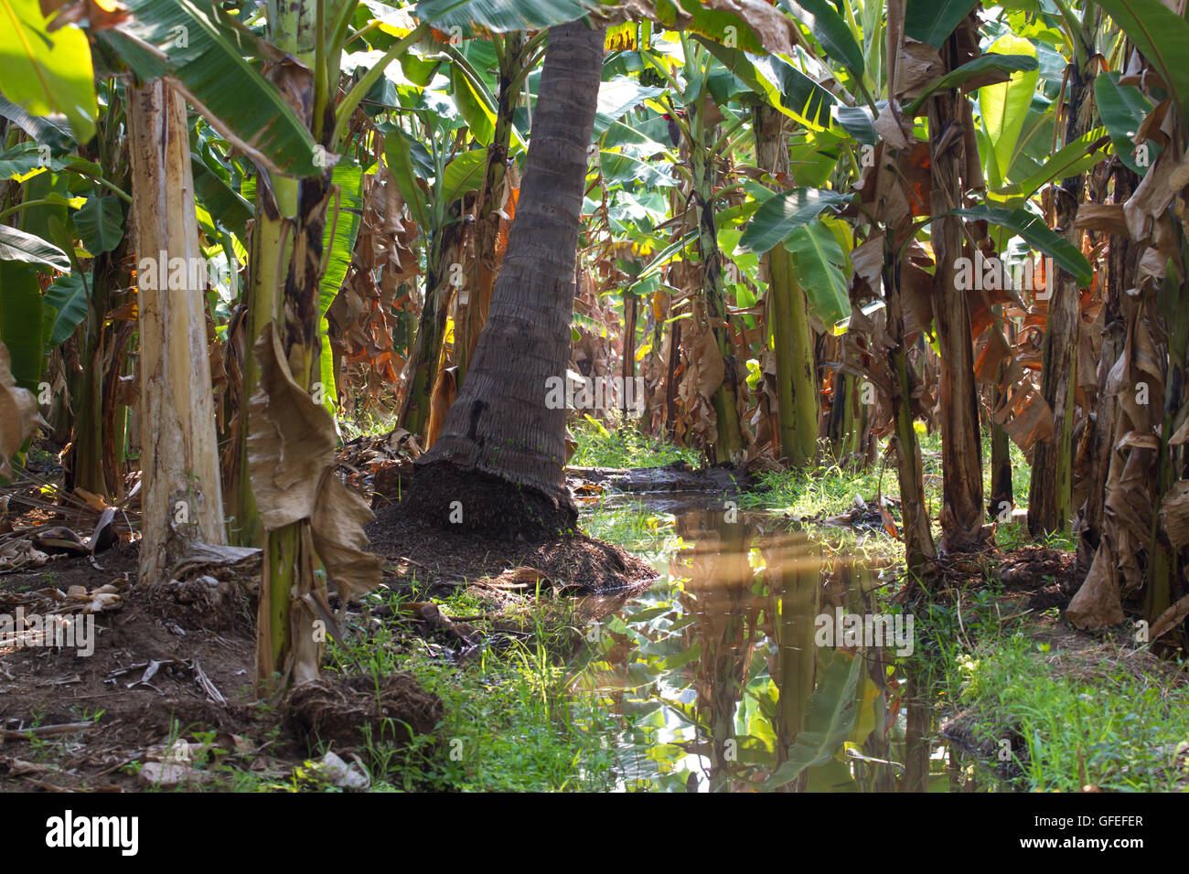 Banana plantation in Humpi city, India, Karnataka. Organic farm food ...