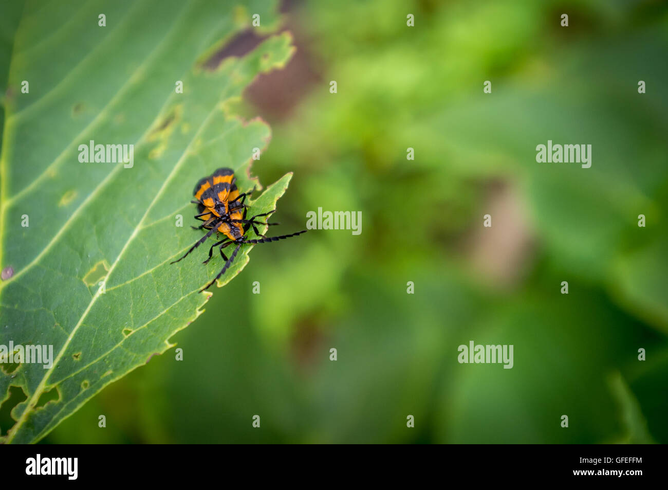 Macro close up orange reticulated netwinged beetles mating Stock Photo ...
