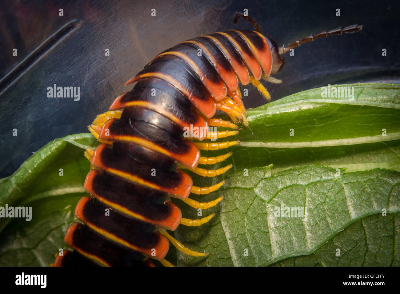 Macro closeup of orange and black millipede on green leaf Stock Photo ...