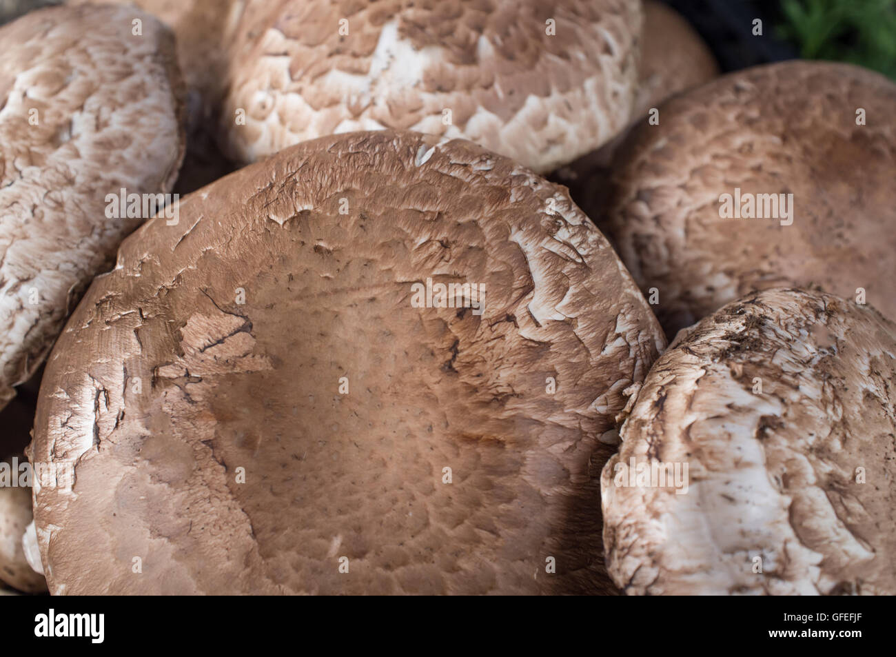 Closeup pile of common portobello mushrooms at local farmers market ...