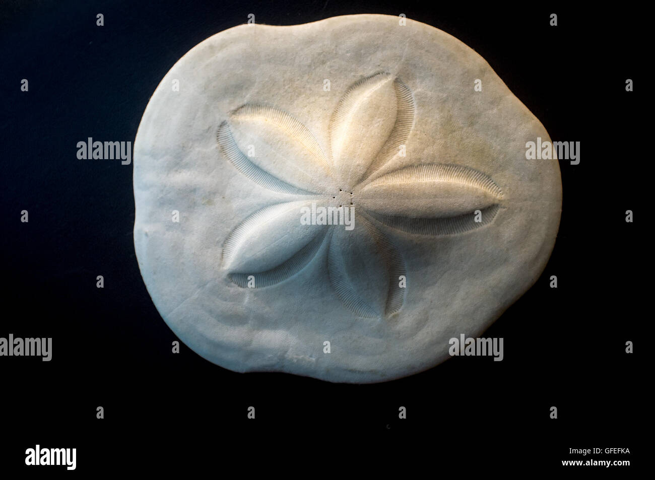 Pansy shell hi-res stock photography and images - Alamy