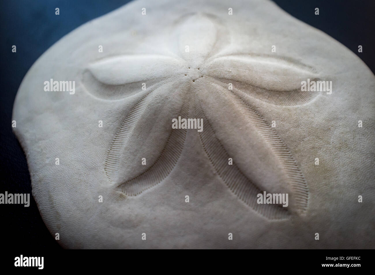 Pansy shell hi-res stock photography and images - Alamy
