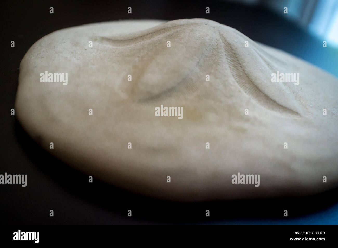 Closeup sand dollar hardened sea shell closeup background Stock Photo ...