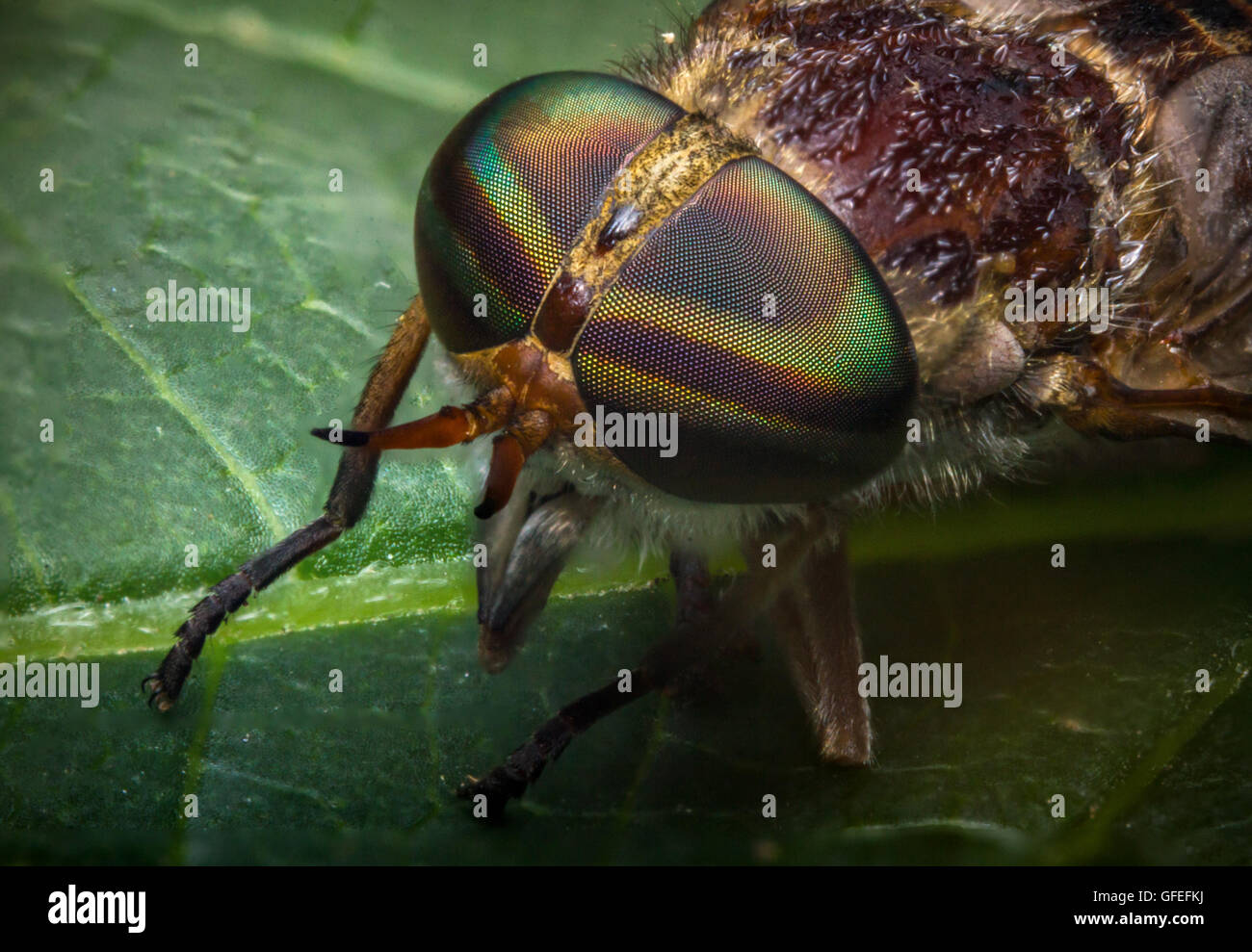 Tabanidae wings hi-res stock photography and images - Alamy
