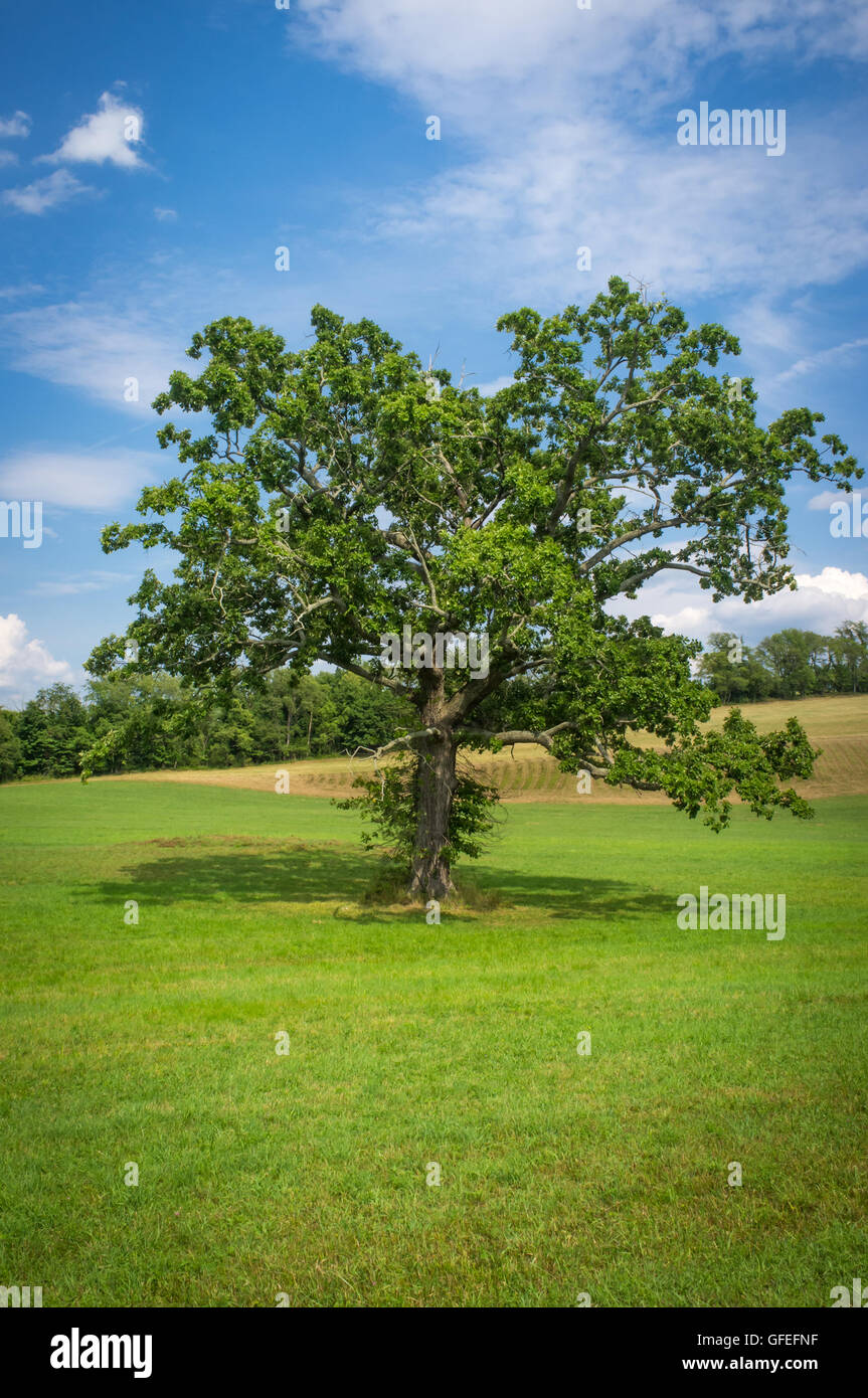 Tall magnificent oak tree in field on hot summer day Stock Photo - Alamy