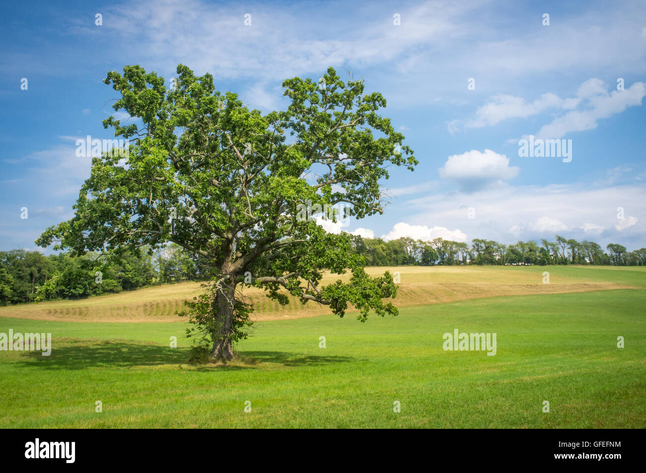 Magnificent oak tree hi-res stock photography and images - Alamy