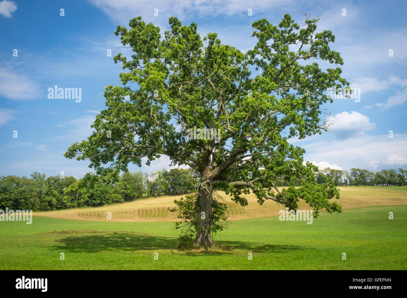 Tall magnificent oak tree in field on hot summer day Stock Photo - Alamy