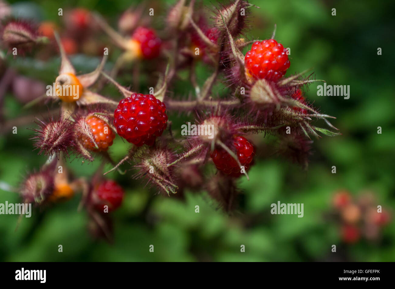 Edible red Asian wild raspberries in macro closeup imagery Stock Photo ...