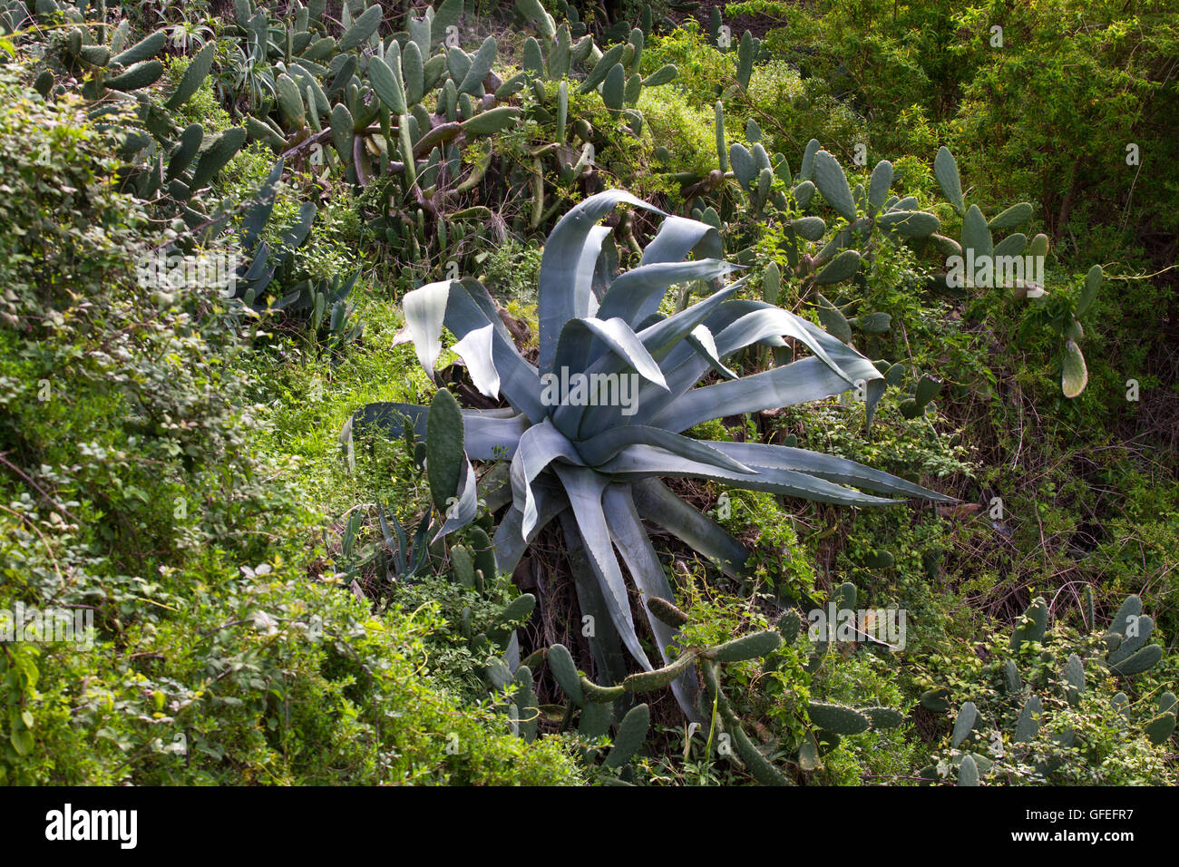 Big blue agave plant in garden, Tenerife, Spain Stock Photo - Alamy