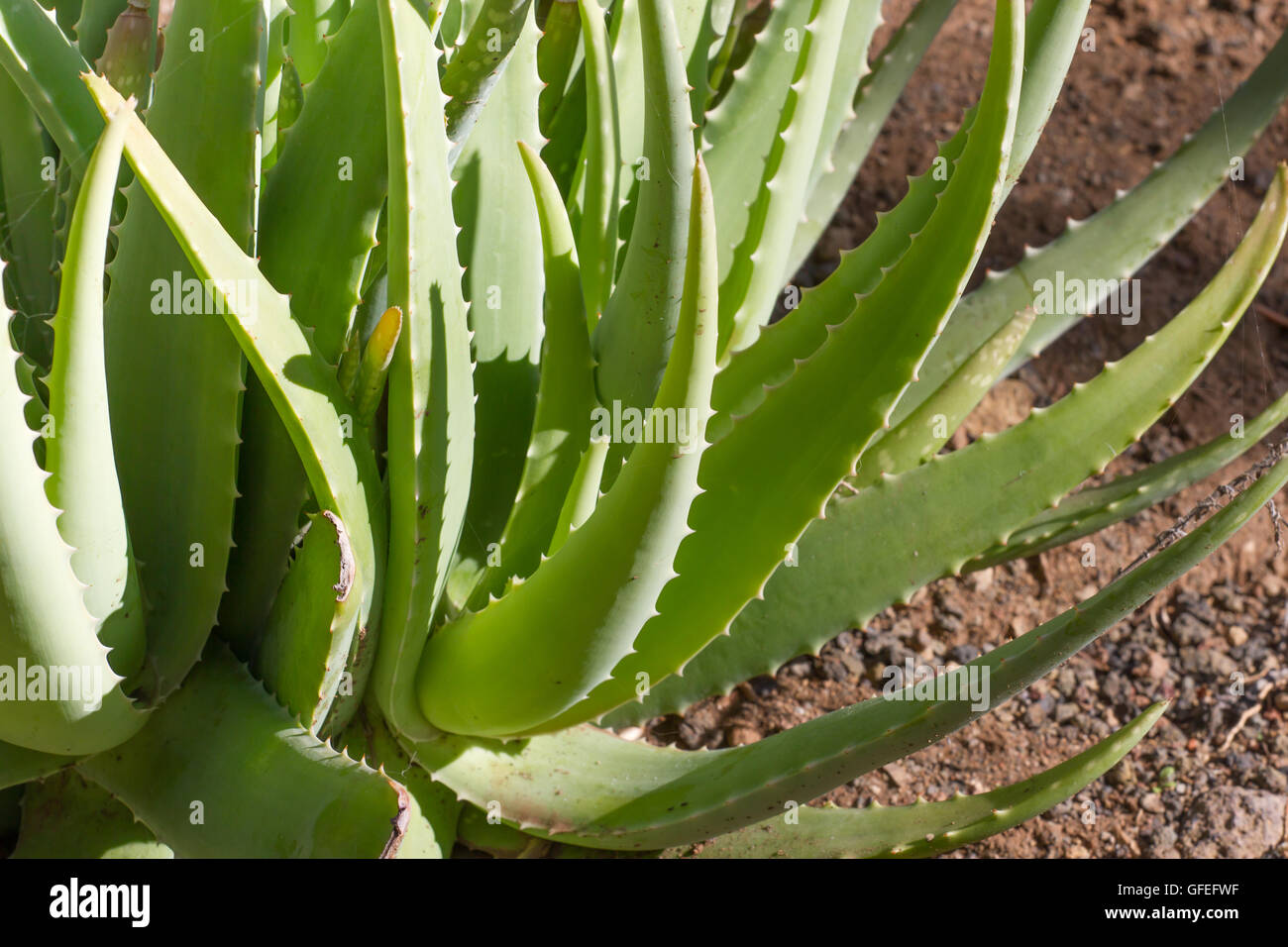 Leaves of medicinal aloe vera plant Stock Photo - Alamy