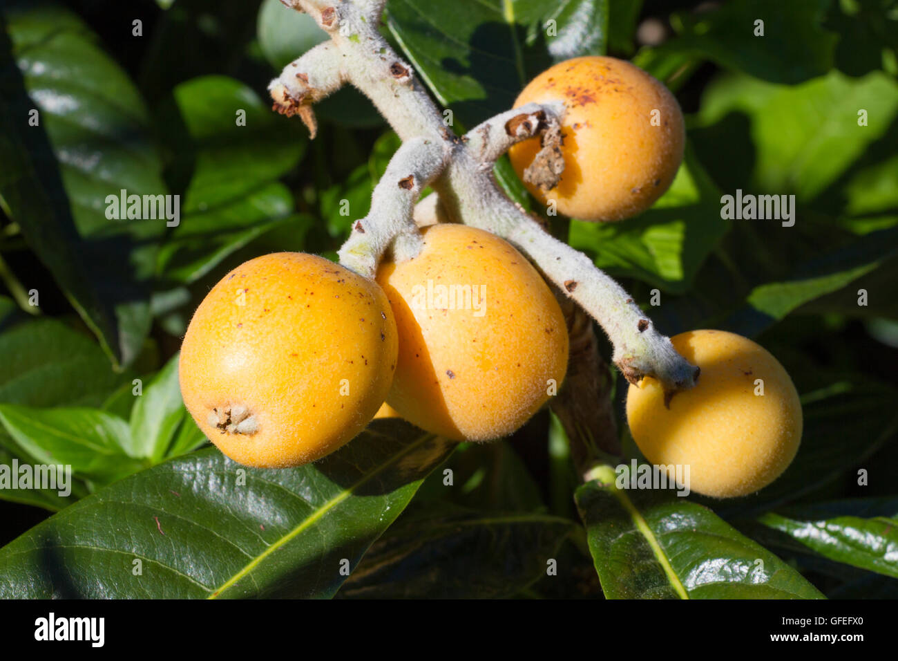 Ripe yellow fruits of loquat. Eriobotrya japonica macro Stock Photo - Alamy