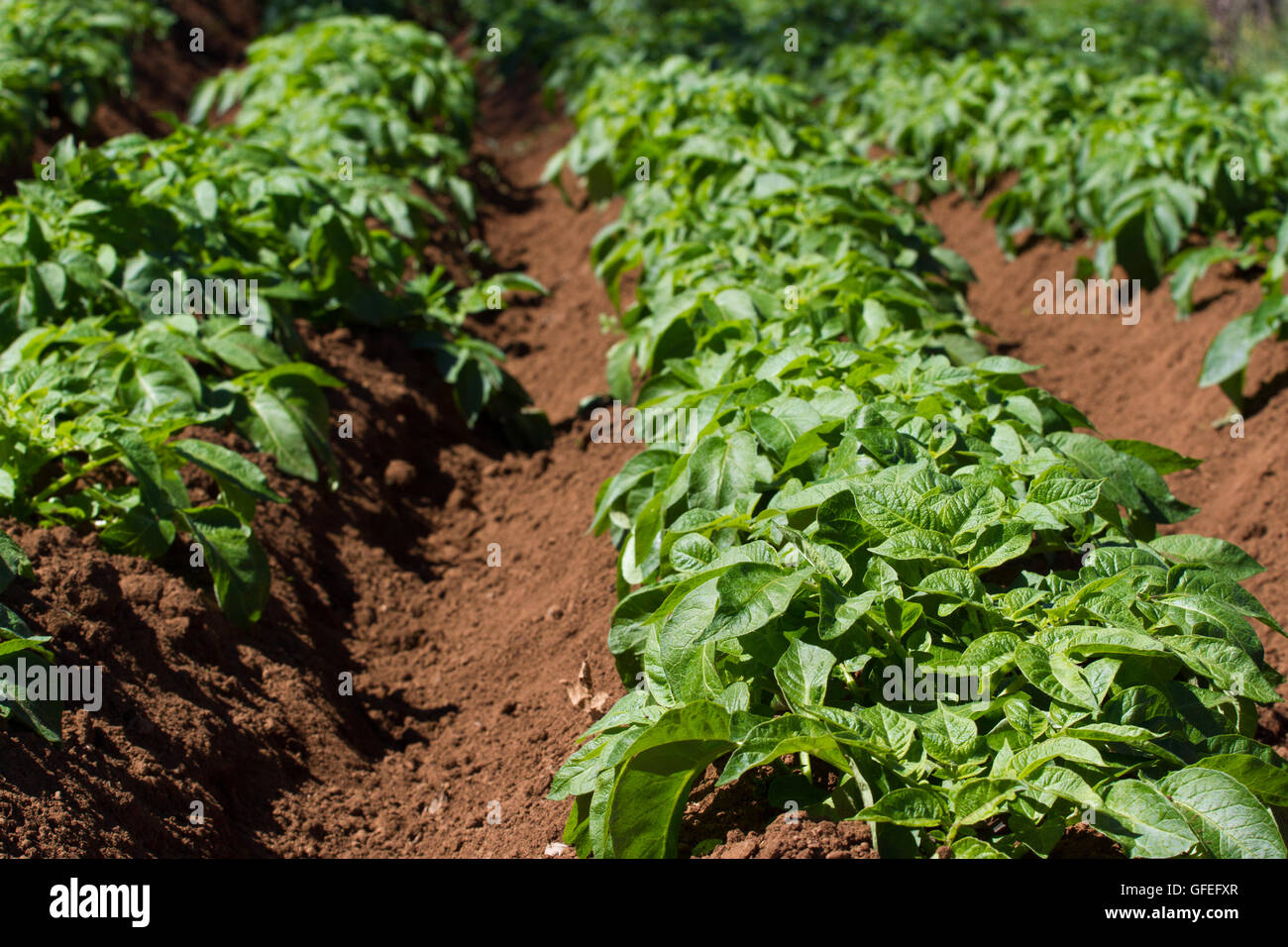 Potato haulm hi-res stock photography and images - Alamy