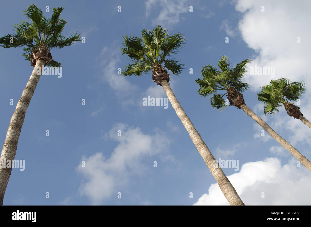 Palm Tree Row against blue sky Stock Photo - Alamy