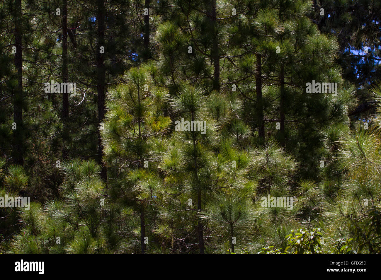 Canarian pines, pinus canariensis in Tenerife, road to Teide volcano ...