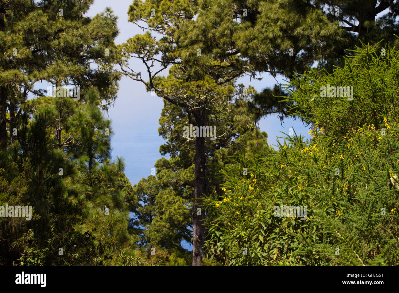 Canarian pines, pinus canariensis in Tenerife, road to Teide volcano ...