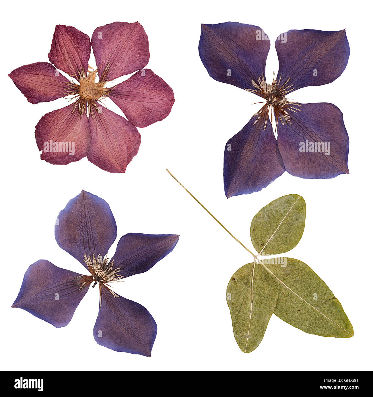 Pressed floral hi-res stock photography and images - Alamy