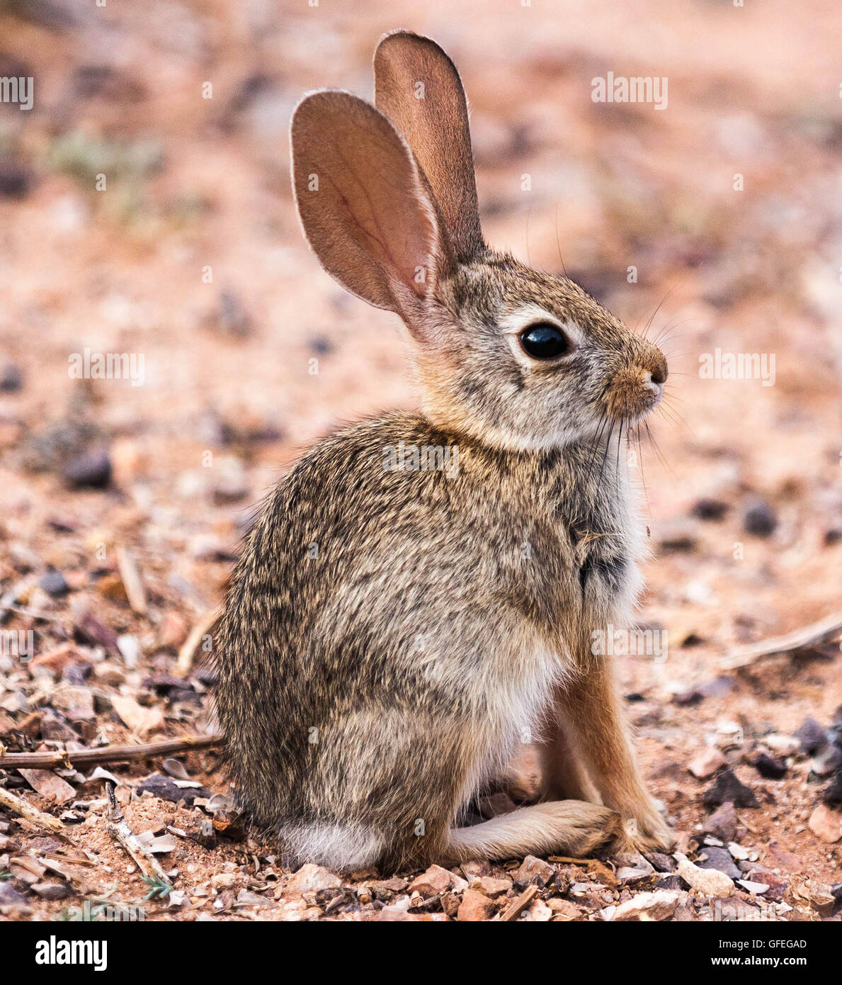 Young cottontail rabbit in Arizona Stock Photo - Alamy