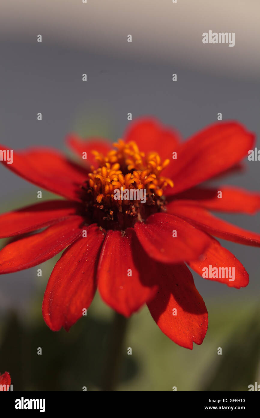 Red orange cosmos daisy blooms in a botanical garden in Laguna Beach ...