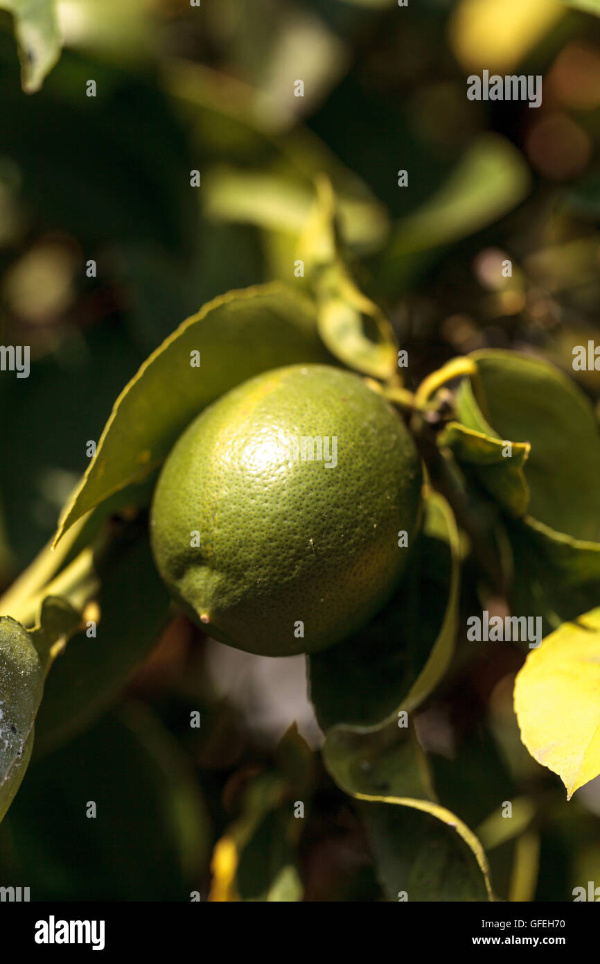 Lime fruit grows on the branch a lime tree in an orchard in summer ...