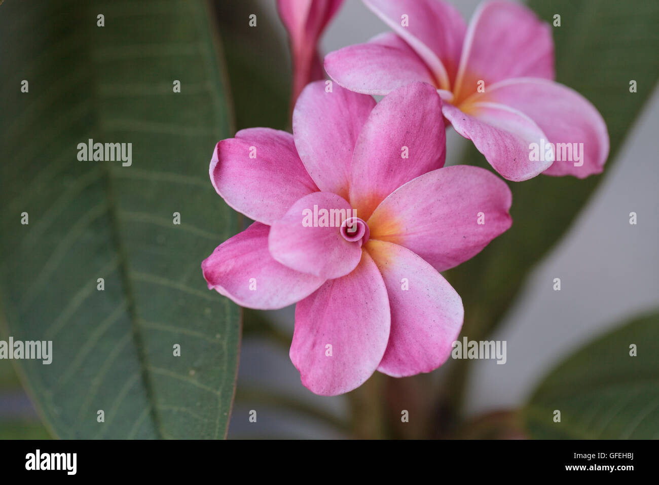Hawaiian plumeria hybrid, frangipani blooms in summer in Hawaii Stock ...