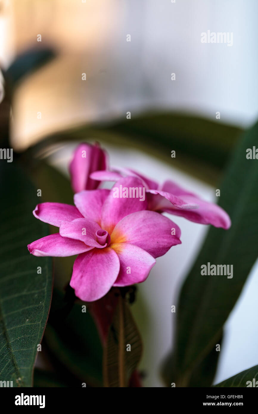 Hawaiian plumeria hybrid, frangipani blooms in summer in Hawaii Stock ...