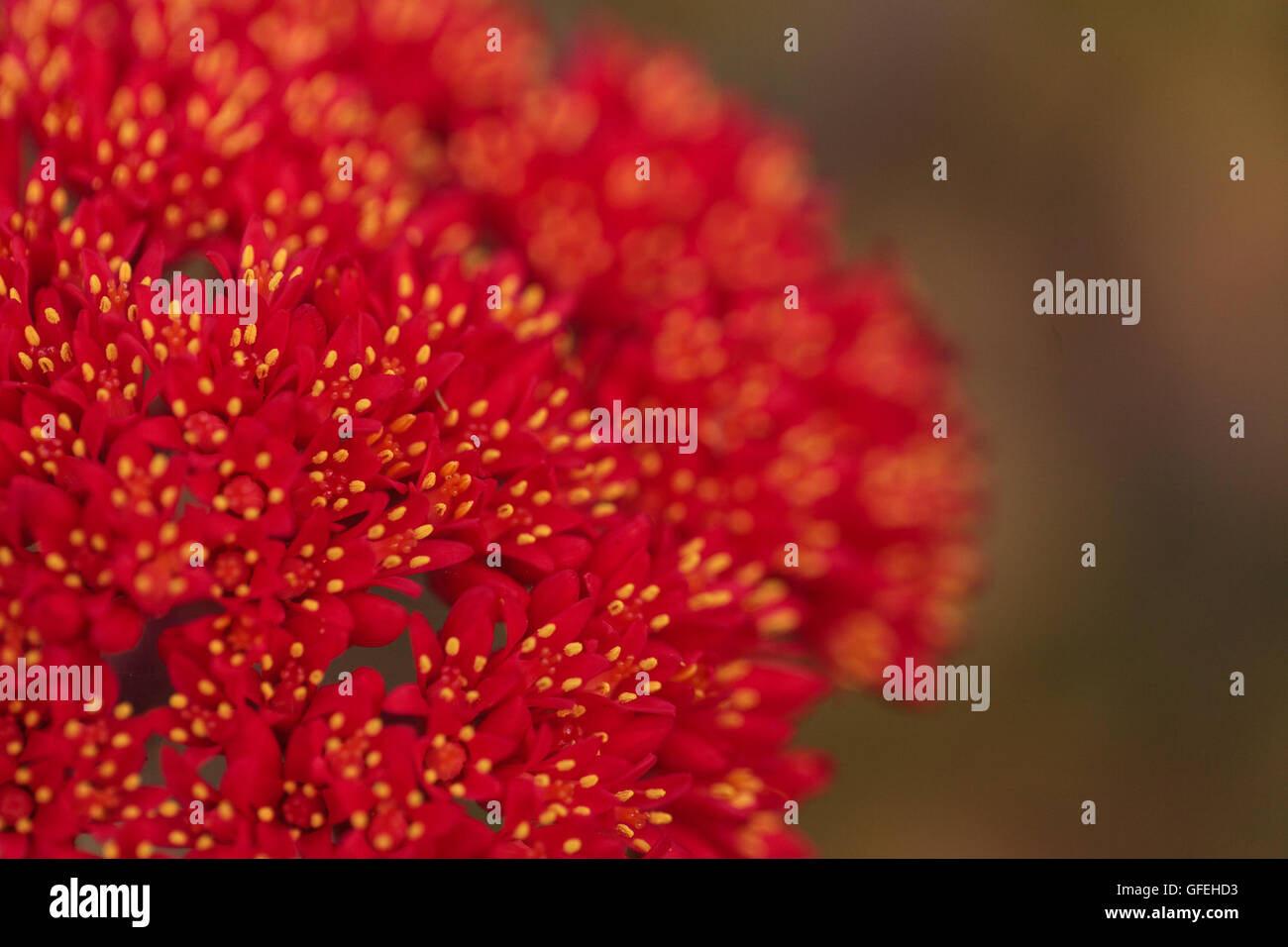 Red flower on a propeller plant, scientifically known as Crassula ...
