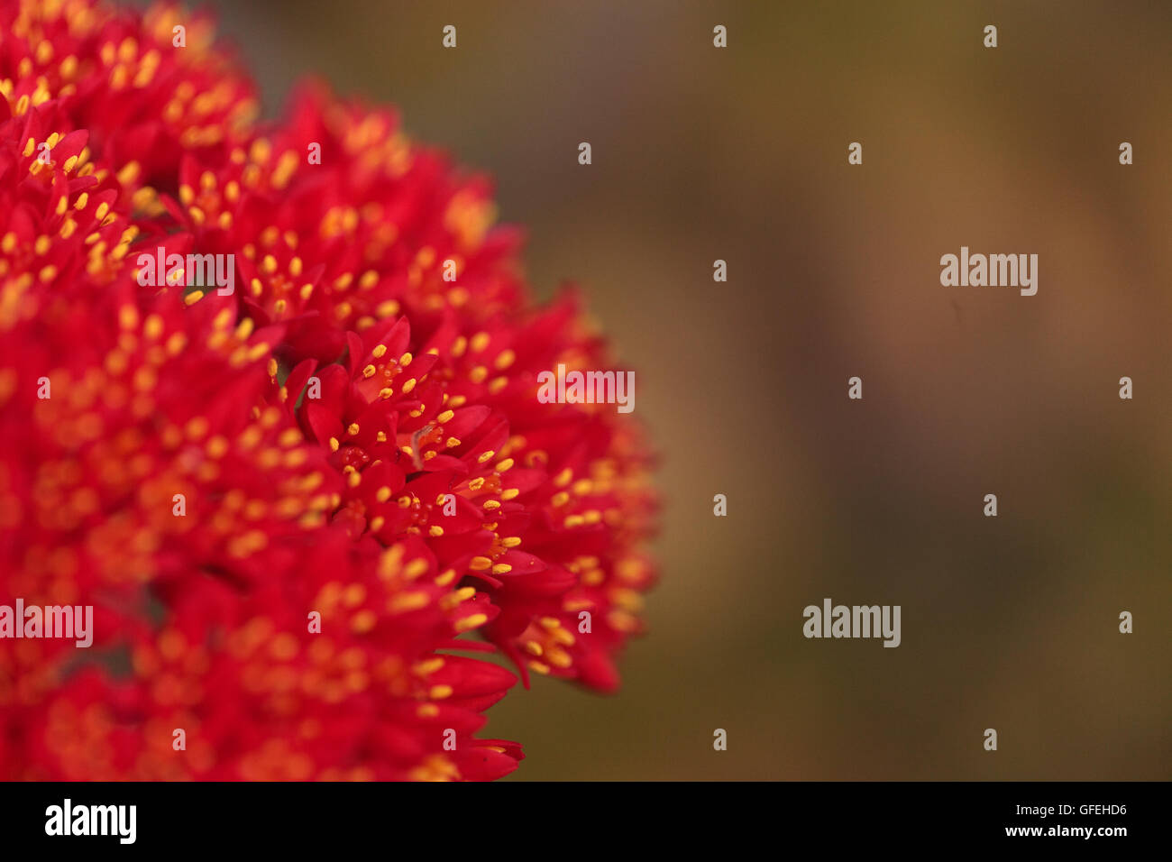 Red flower on a propeller plant, scientifically known as Crassula ...