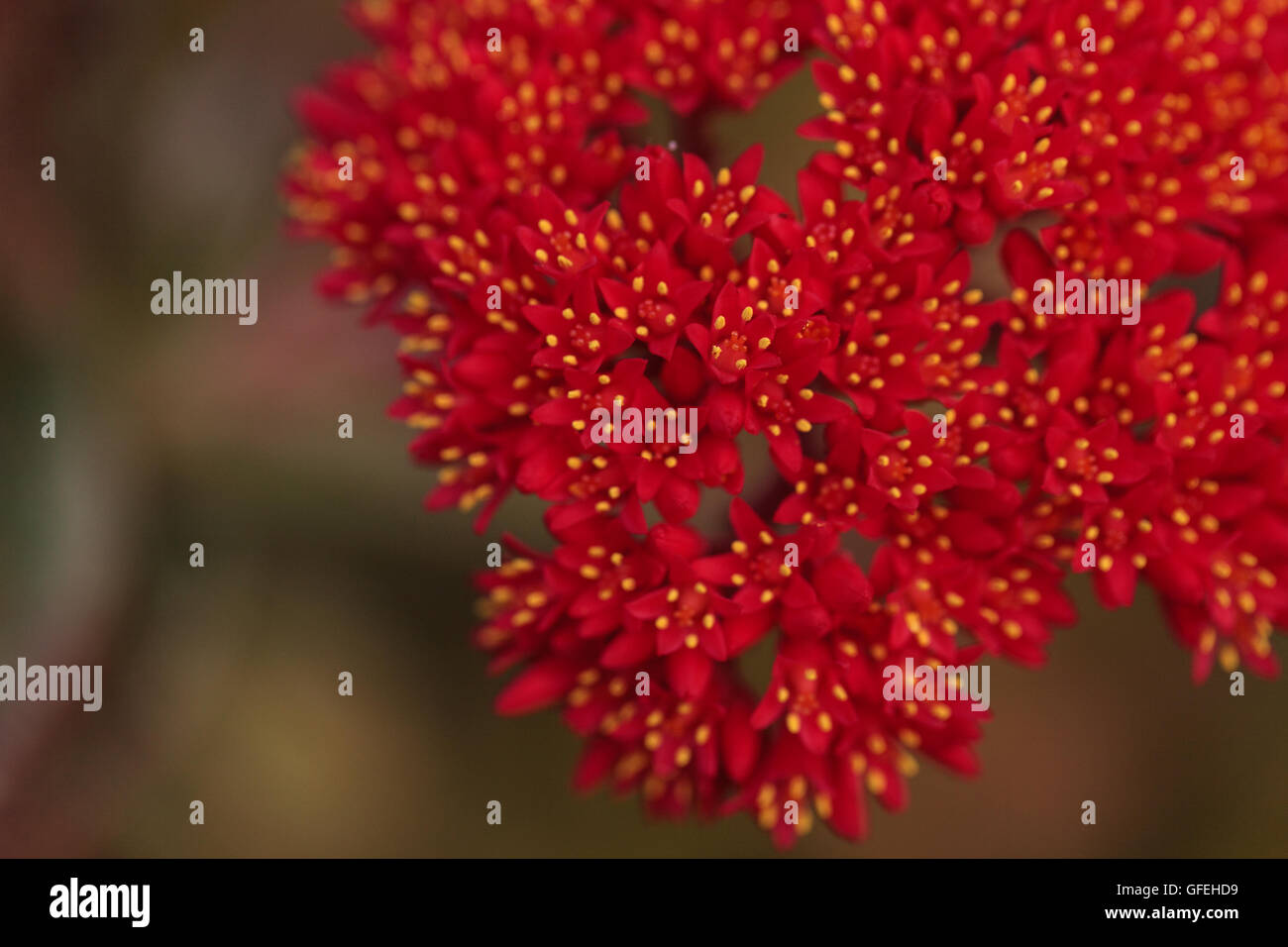 Red flower on a propeller plant, scientifically known as Crassula ...