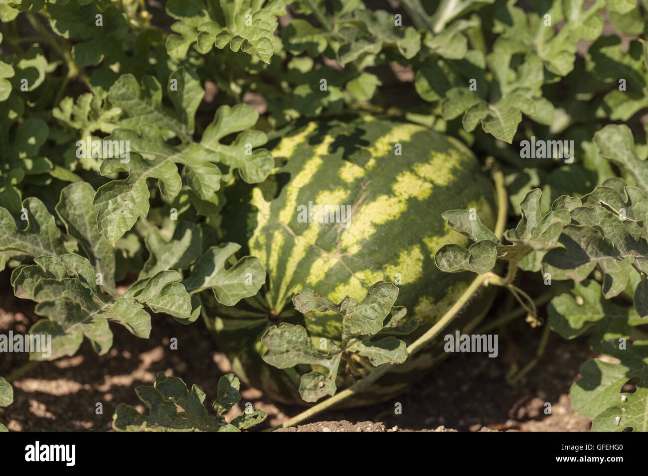 Watermelon vine hi-res stock photography and images - Alamy